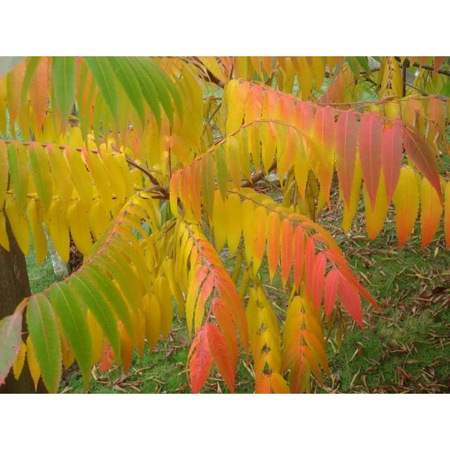30 FLAMELEAF SUMAC TREE Shining Dwarf Winged Rhus Schmaltzia Copallina ...