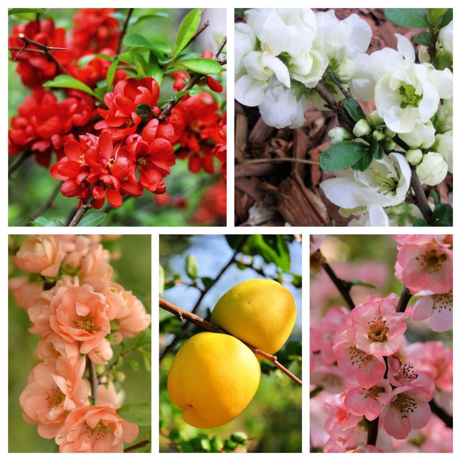 30 FLOWERING QUINCE Fruit Seeds - Pink Red White Orange Flowering Shrub ...