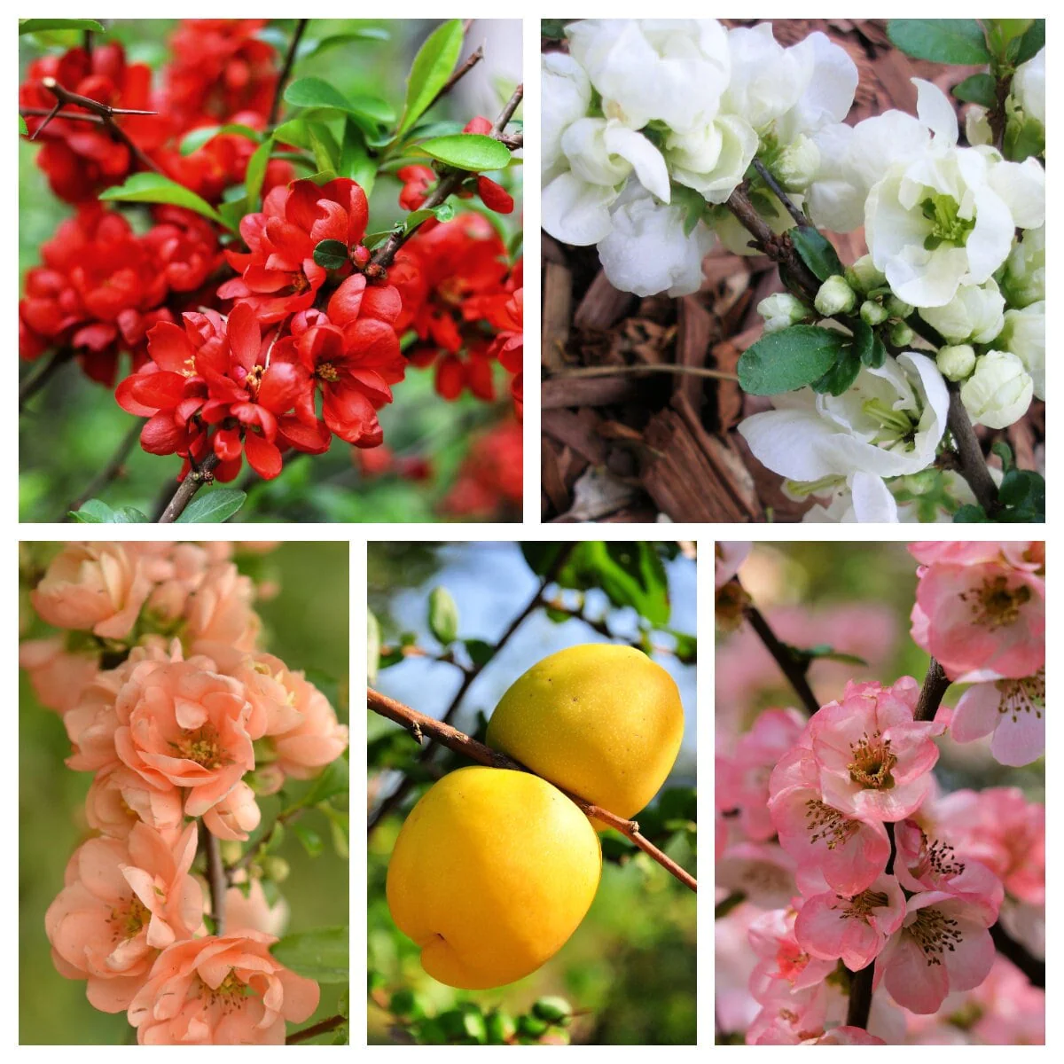 30 FLOWERING QUINCE Fruit Shrub Seeds Pink Red White Orange Chaenomeles ...