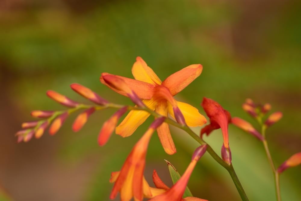 30 Falling Stars Flower Seeds for Planting - Crocosmia Aurea - Walmart.com