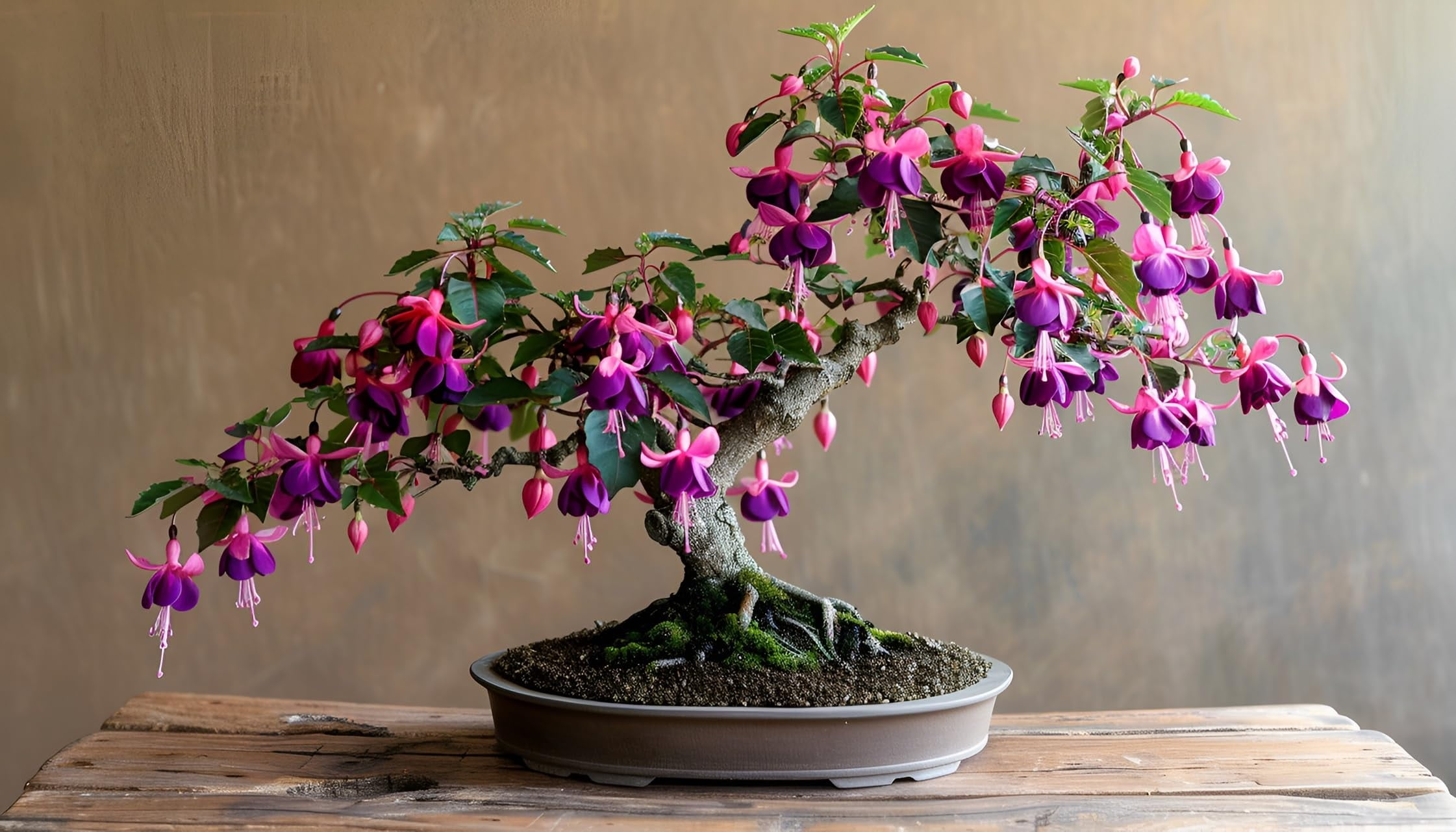 30 Fuchsia Gum Bonsai Tree Seeds for Planting - Walmart.com