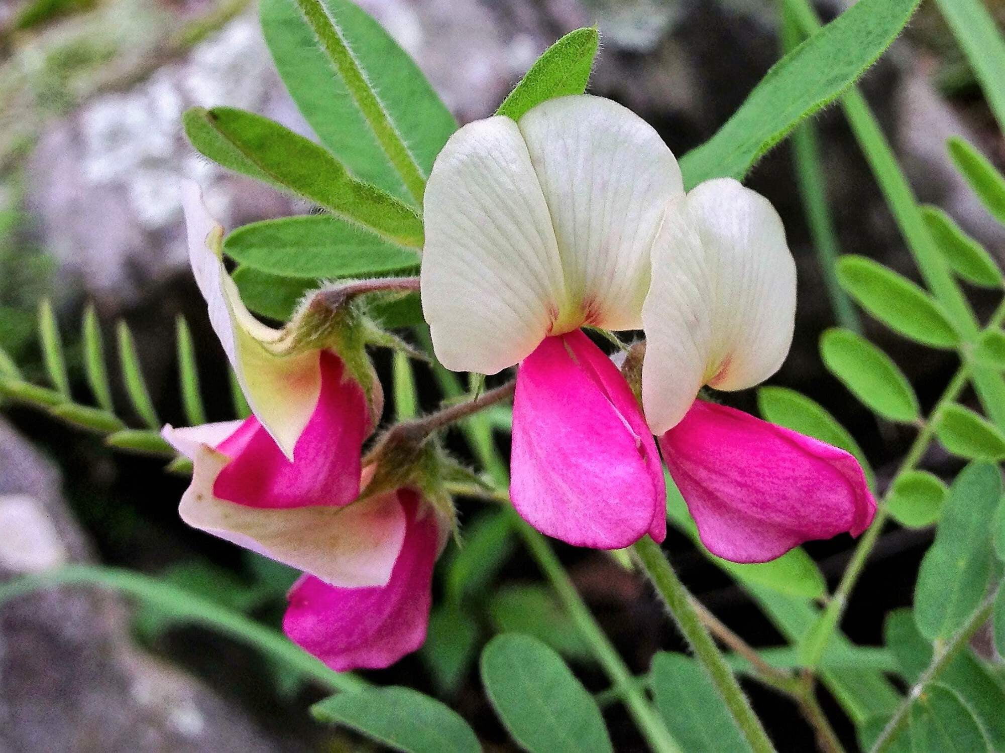 30 GOAT'S RUE Tephrosia Virginiana Cracca Flower Grass Legume Ground ...