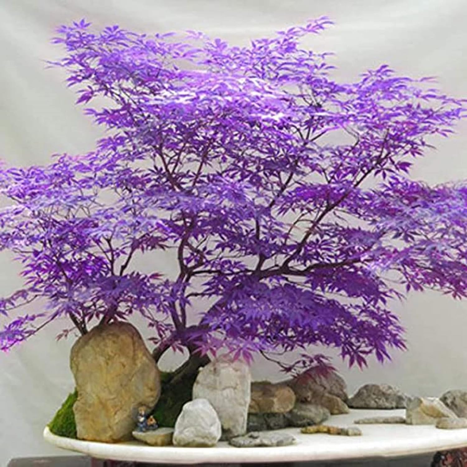 30+Ghost Purple MapleTree to Plant Outdoor-Rare Acer Palmatum Tree ...
