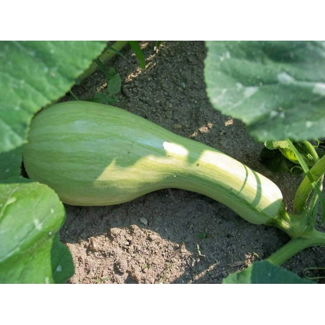 30 Seeds Green Striped CUSHAW SQUASH PUMPKIN (Tennessee Sweet Potato ...