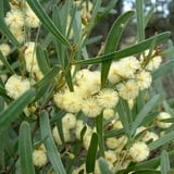 30 Hop Wattle Seeds for Planting - Acacia stricta - Walmart.com