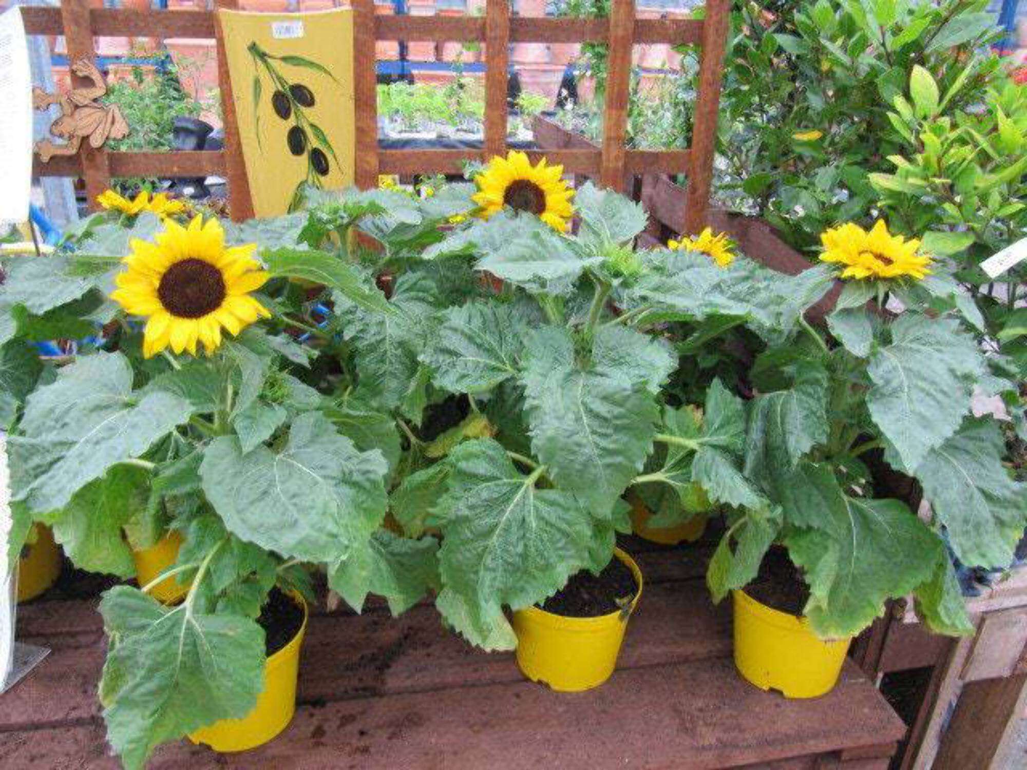 Incredible Dwarf Sunflower Helianthus Annuus - 30 Flower Seeds for ...