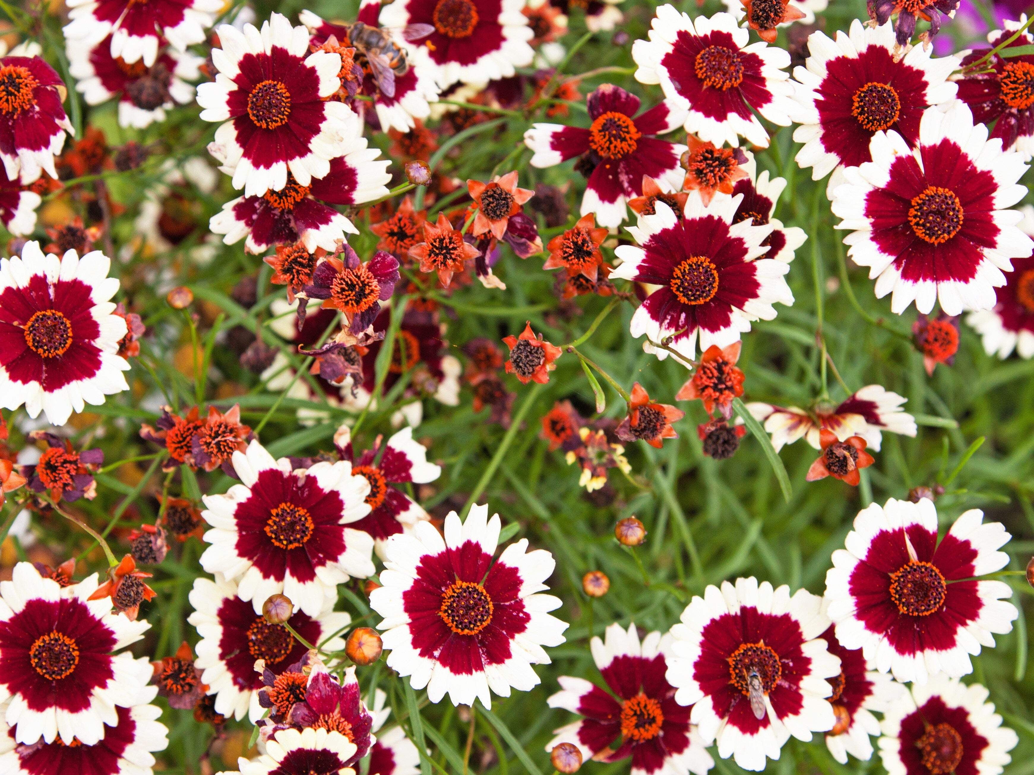 30 INCREDIBLE SWIRL COREOPSIS White Burgundy Red Tickseed Flower Seeds ...