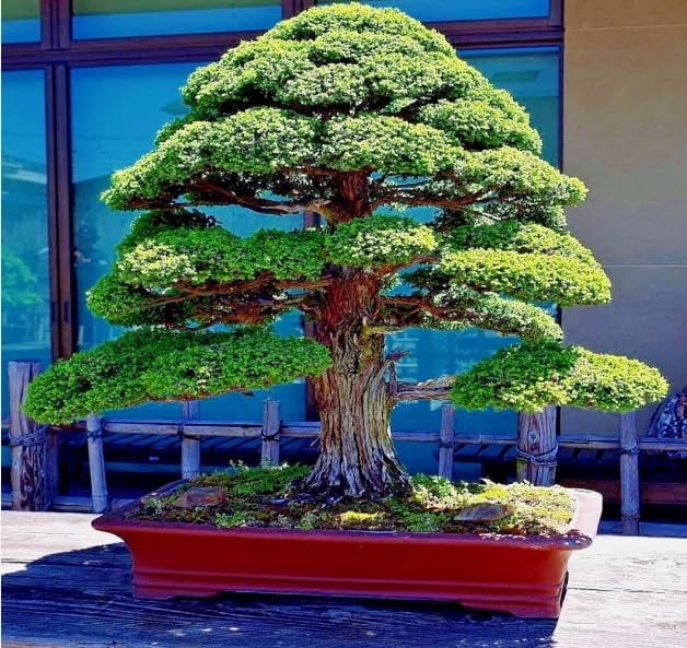 30 Japanese Red Cedar Bonsai Tree Seeds for Planting - Cryptomeria ...