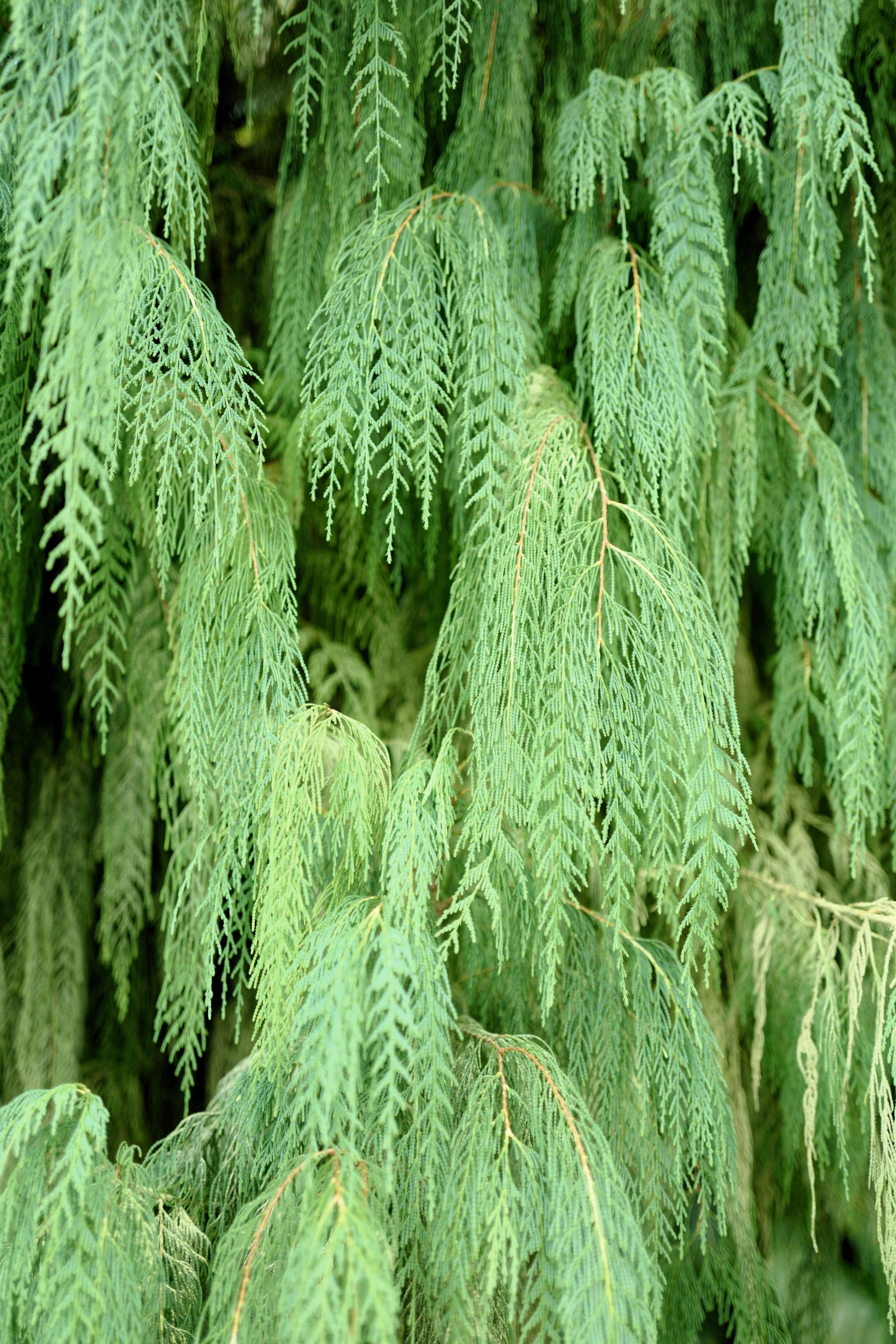 30 Kashmir WEEPING CYPRESS TREE Cupressus Cashmeriana Blue Evergreen ...