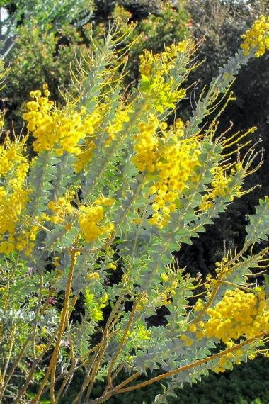 30 Knife-Leaf Wattle Bush Seeds for Planting - Knife Acacia, Acacia ...
