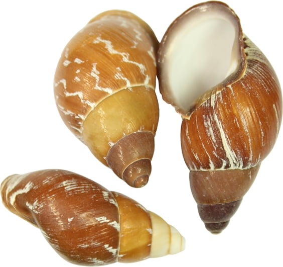 30 Land Snail Shells Bulk Lot Crafts 2.25-2.75" (Set of 30) - Walmart.com