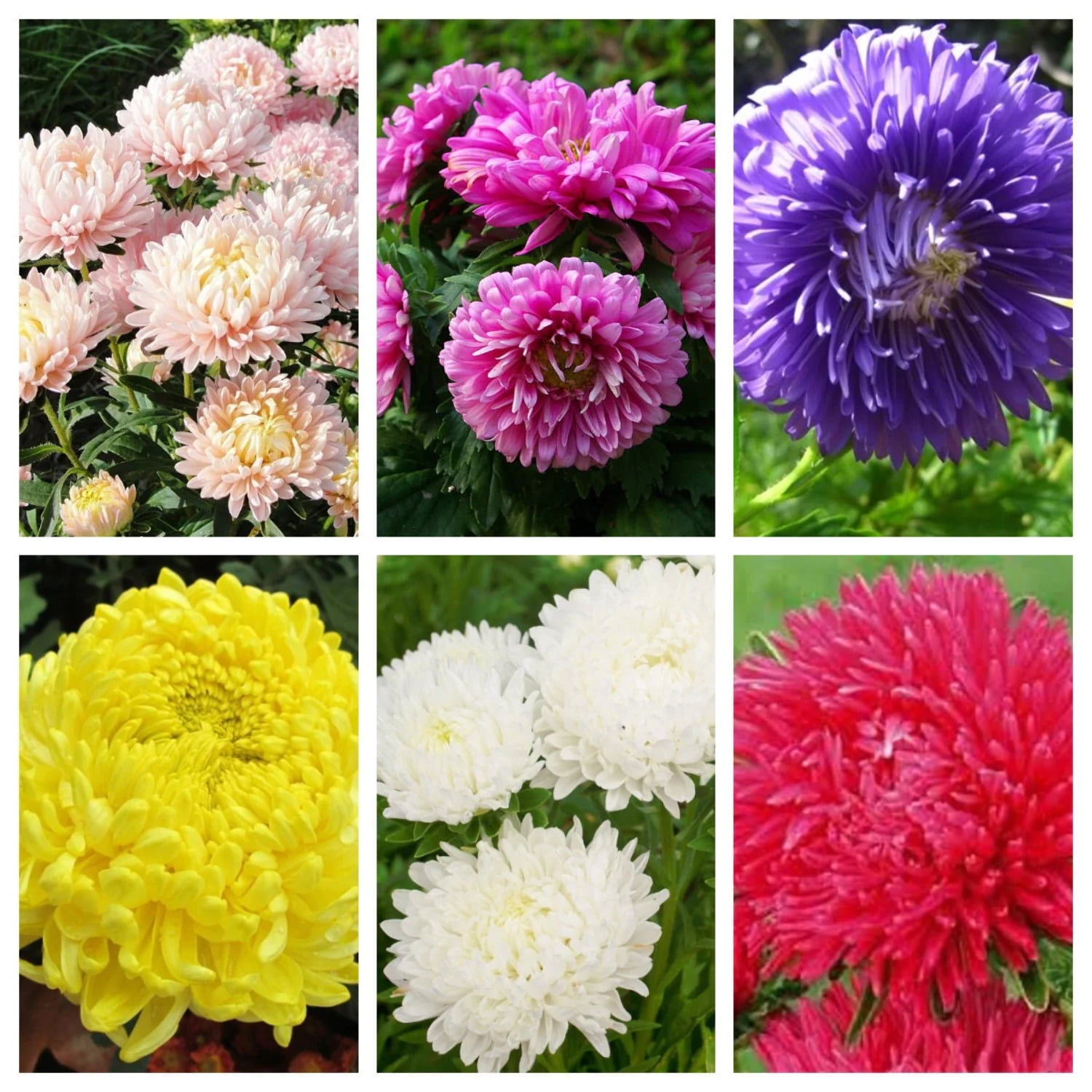30 MIXED PAEONY ASTER Callistephus Peony Red Pink White Blue Purple Yellow Coral Apricot French ...