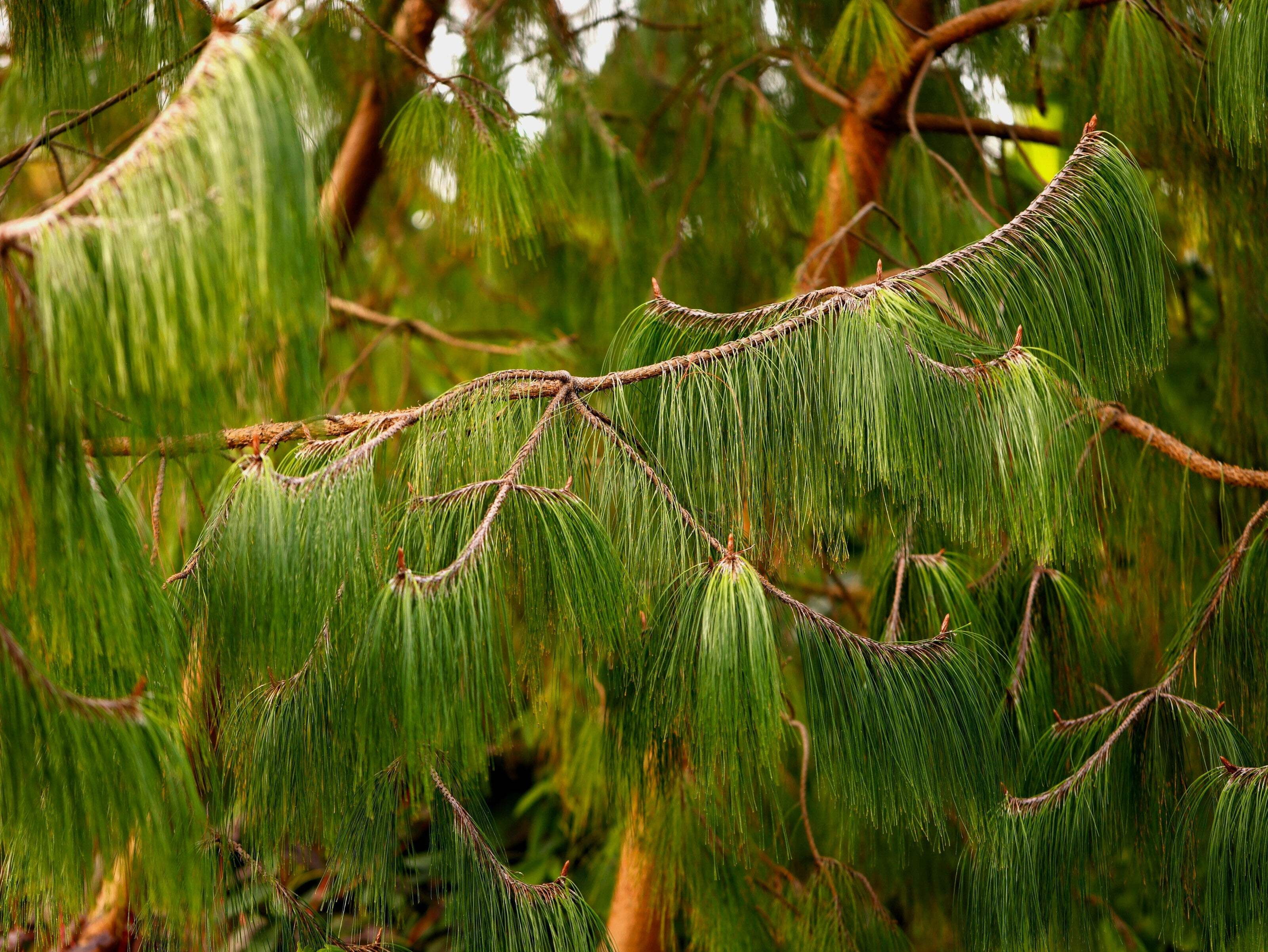 30 Mexican WEEPING PINE TREE Evergreen Pinus Patula Seeds - Walmart.com