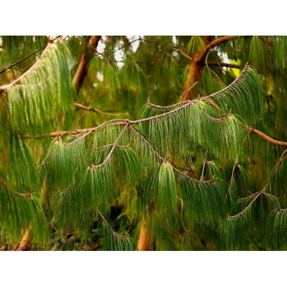 30 Mexican WEEPING PINE TREE Evergreen Pinus Patula Seeds - Walmart.com