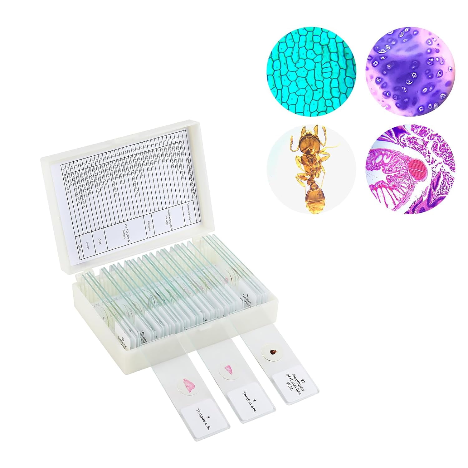 30 Microscope Slides with Specimens,Prepared Microscope Slides for Kids ...