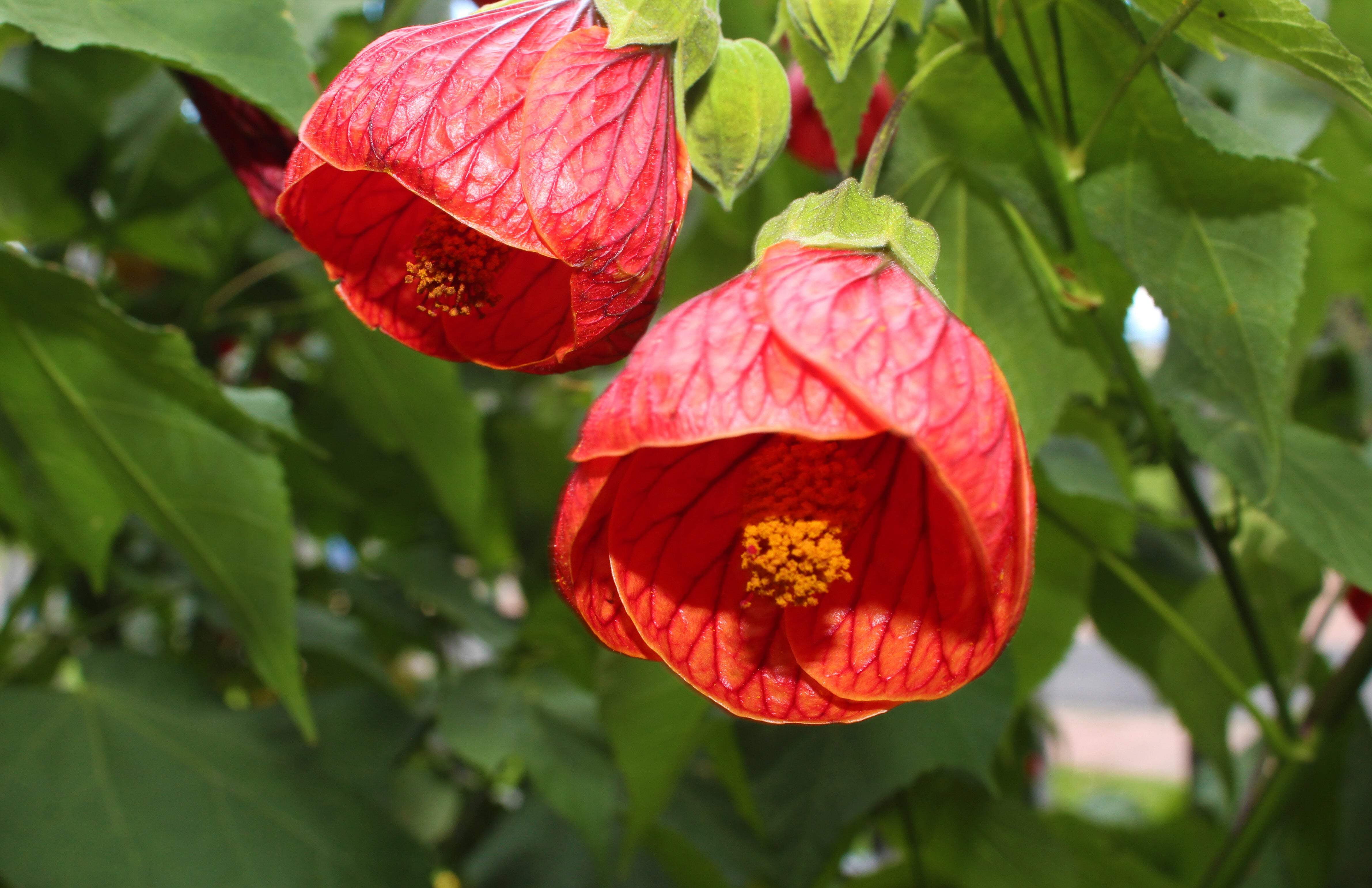 30 Mixed Colors FLOWERING MAPLE (Chinese Bell Flower) Abutilon Hybridum ...