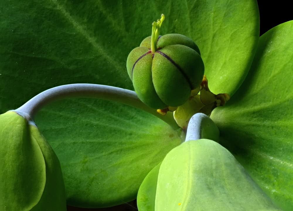 30 Mole Plant Seeds - Euphorbia lathyris - Caper Spurge - Walmart.com