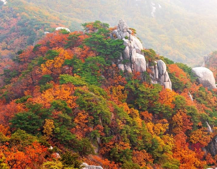 30 Mountain Maple Tree Seeds for Planting - Moosewood - Acer spicatum ...