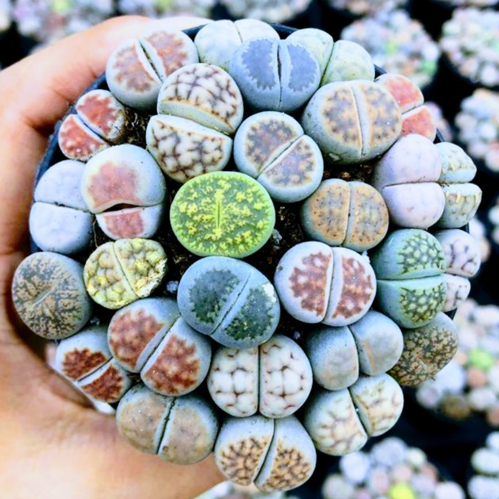30 Multicolor Lithops Live Plants, Mix Lithops Succulents Plants Live ...