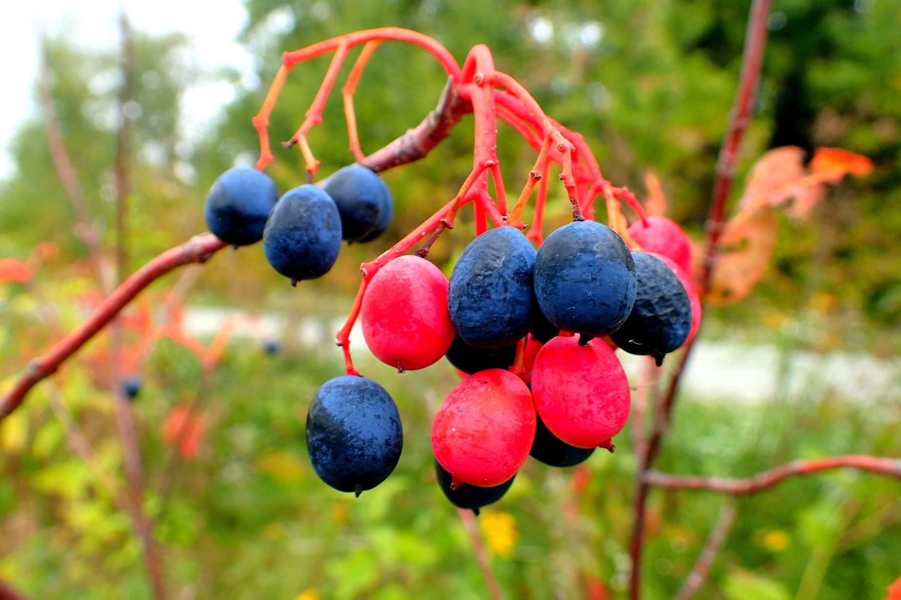30 Nannyberry Seeds for Planting - Viburnum lentago - Walmart.com