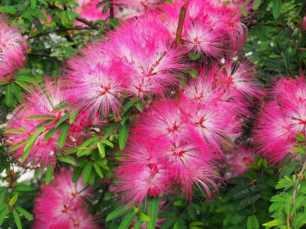CZ Grain 30 Mimosa Silk Tree Albizia Julibrissin Plant Seeds - Walmart.com