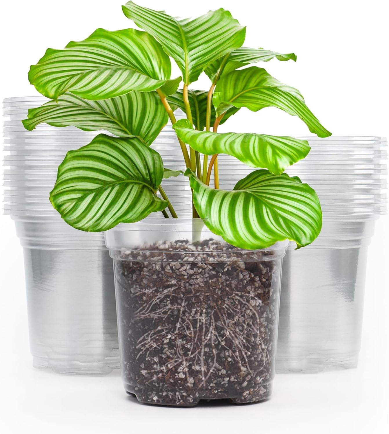 30 Packs 5" Reinforced Clear Nursery Pots with Drainage Holes ...