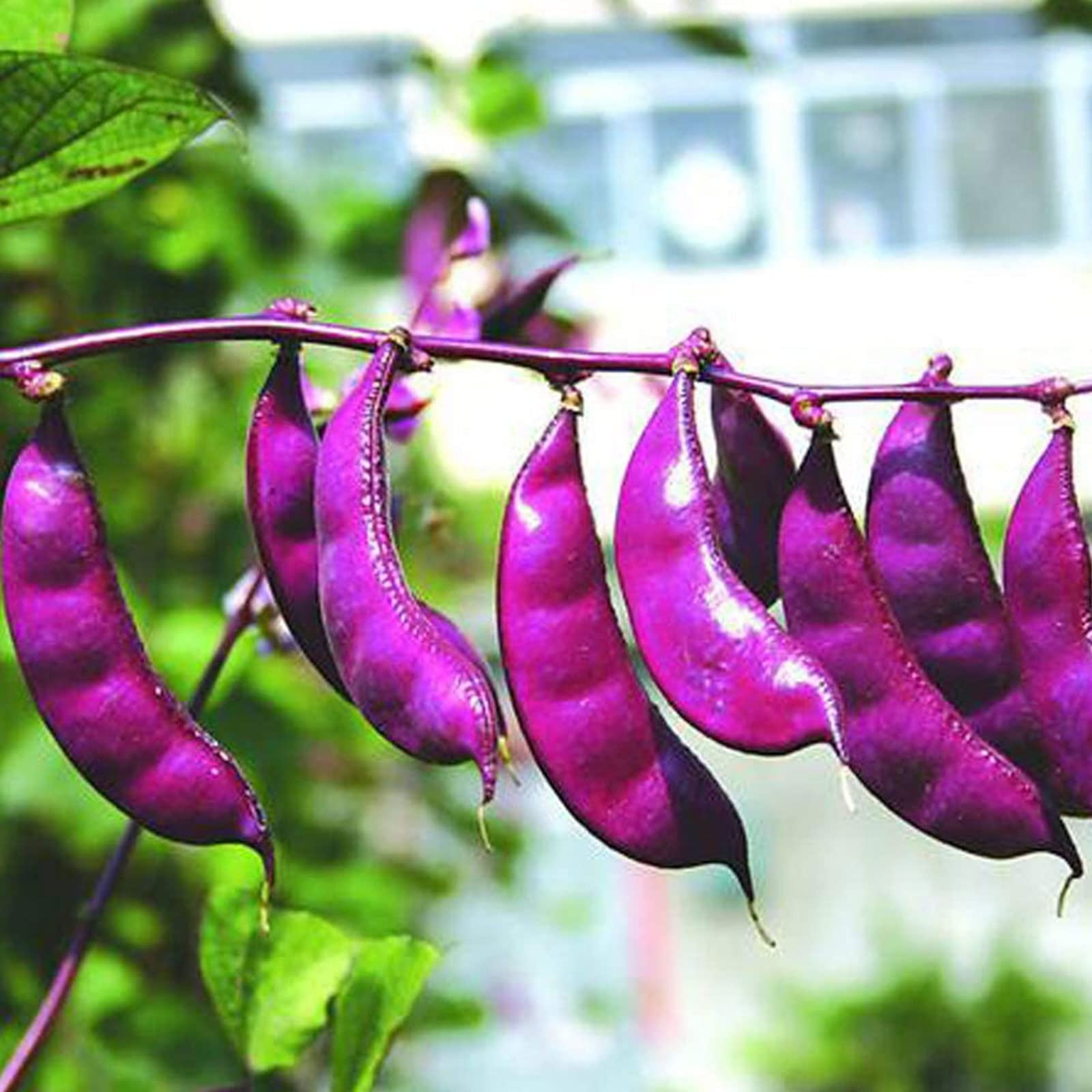 30 Pcs Purple Hyacinth Bean Seeds, Red Leaved Vine Plant Seeds, Purple ...
