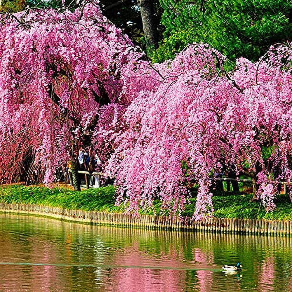30 Pcs Weeping Sakura Seeds Plant Cherry Blossom Seeds,for Growing ...