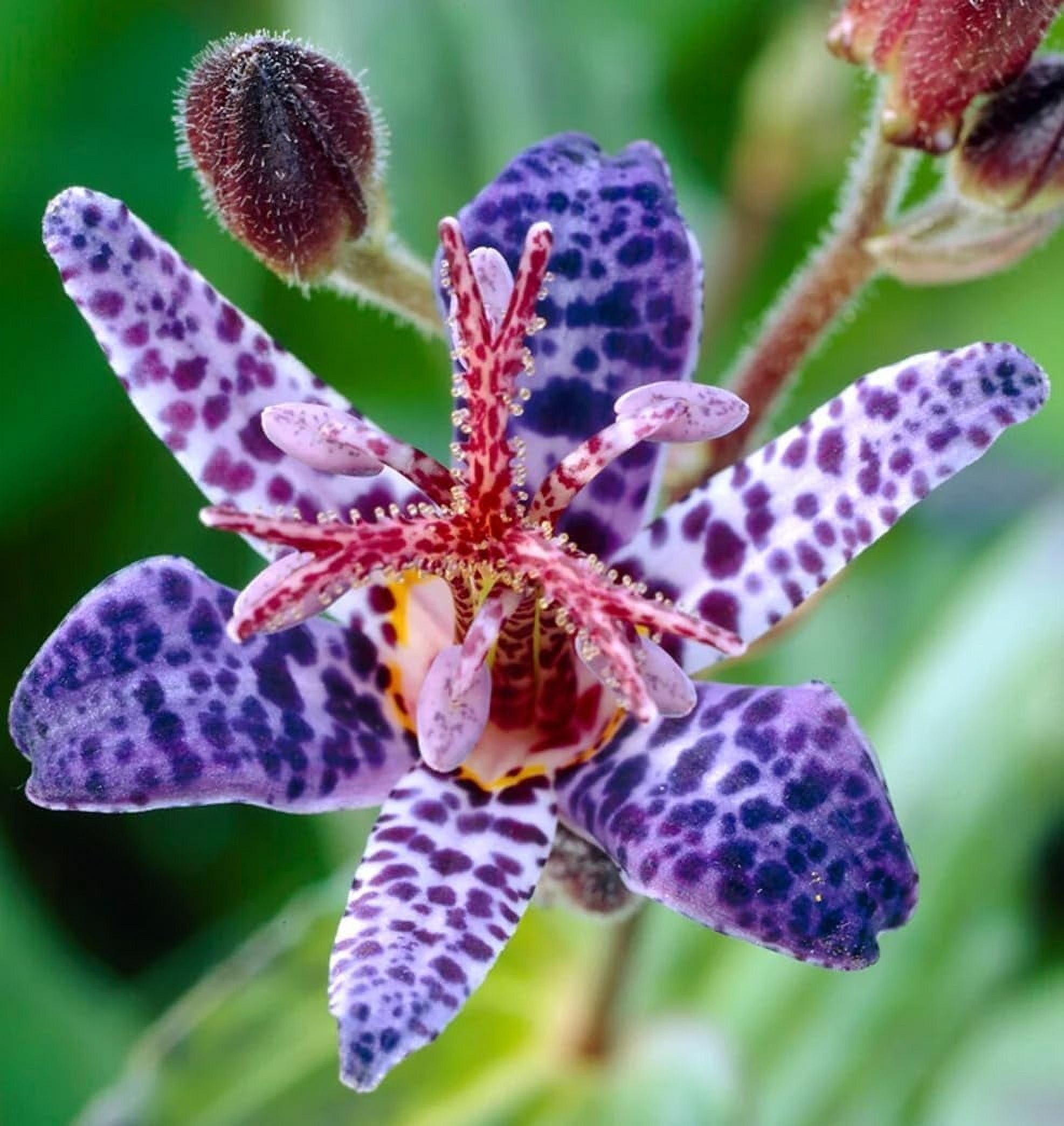 30+Perennial Tricyrtis Wonder TWE5 Toad Lily Flower Seeds to Plant ...