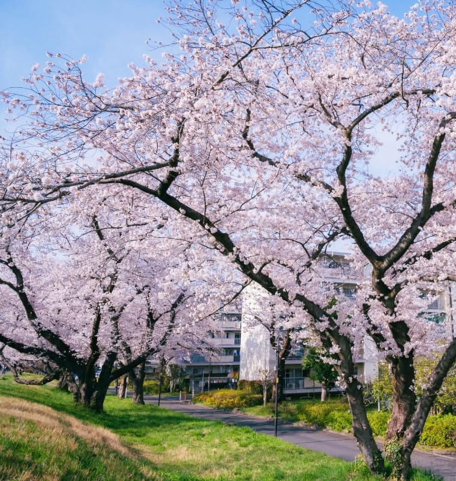 30+ Pink Weeping Sakura Tree Seeds for Planting Outdoors-Cherry Blossom ...