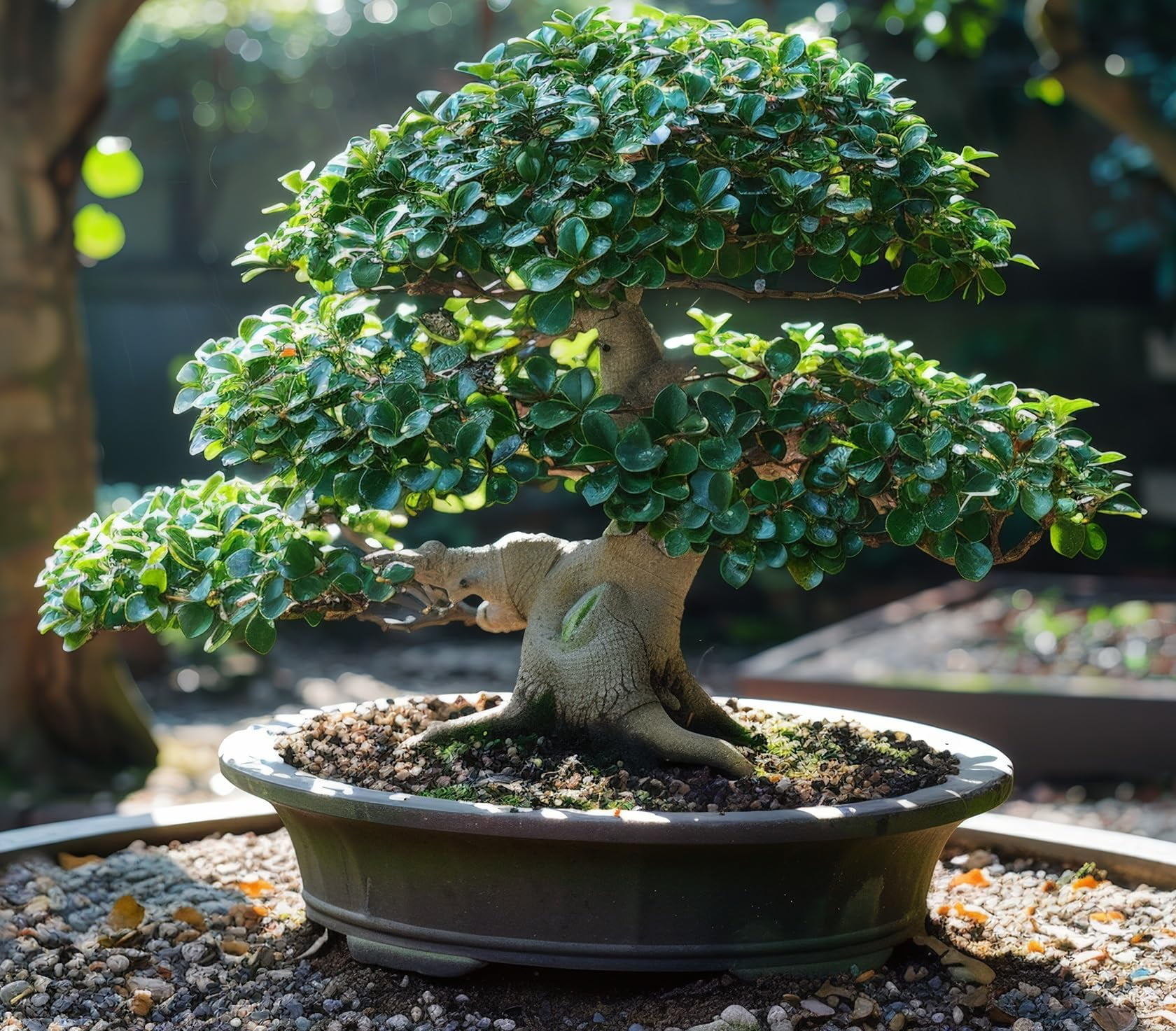 30 Privet Bonsai Tree Seeds for Planting - Ligustrum vulgare - Walmart.com