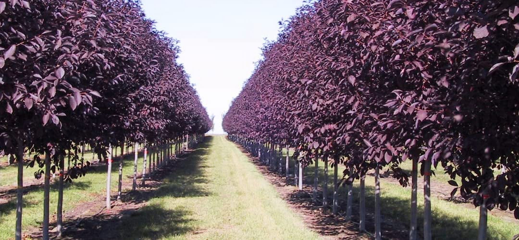 CZ Grain Purple Chokecherry Tree Seeds, 30 Planting Seeds, Easy to Grow ...