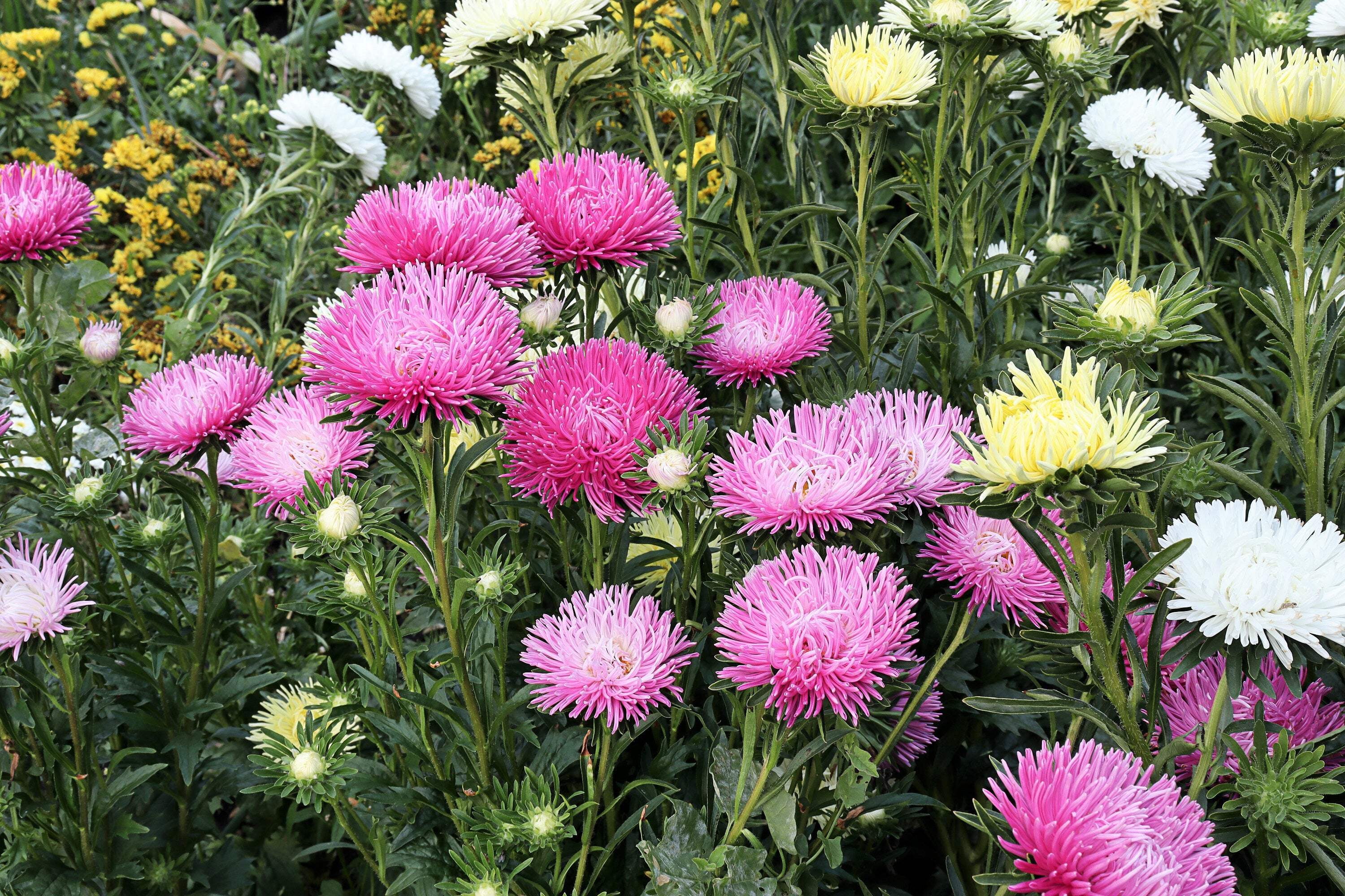 30 ROSE Pink NEEDLE ASTER Callistephus Chinensis Unicom Flower Seeds ...