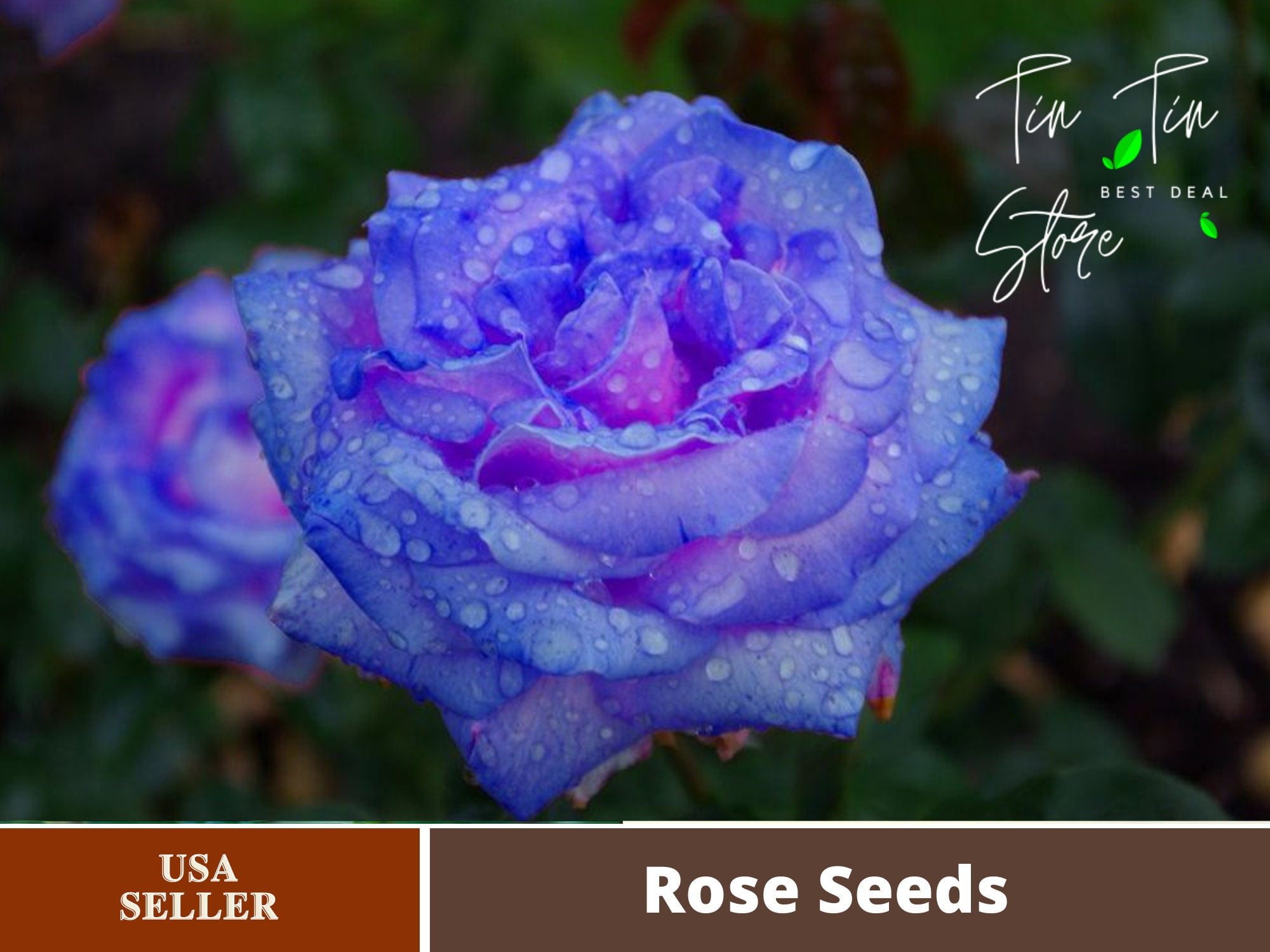 30 Rare Blue Rose Seeds for Outdoor Planting, Authentic Flower Seeds ...