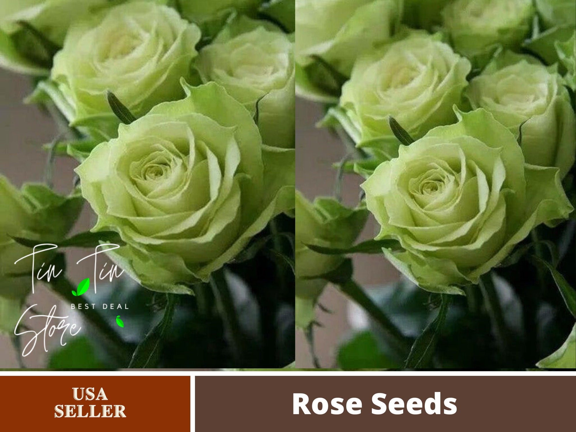 30 Rare Seed | Bright Green Rose Seeds Flower #1076 |BUY 4 GET 1 FREE ...
