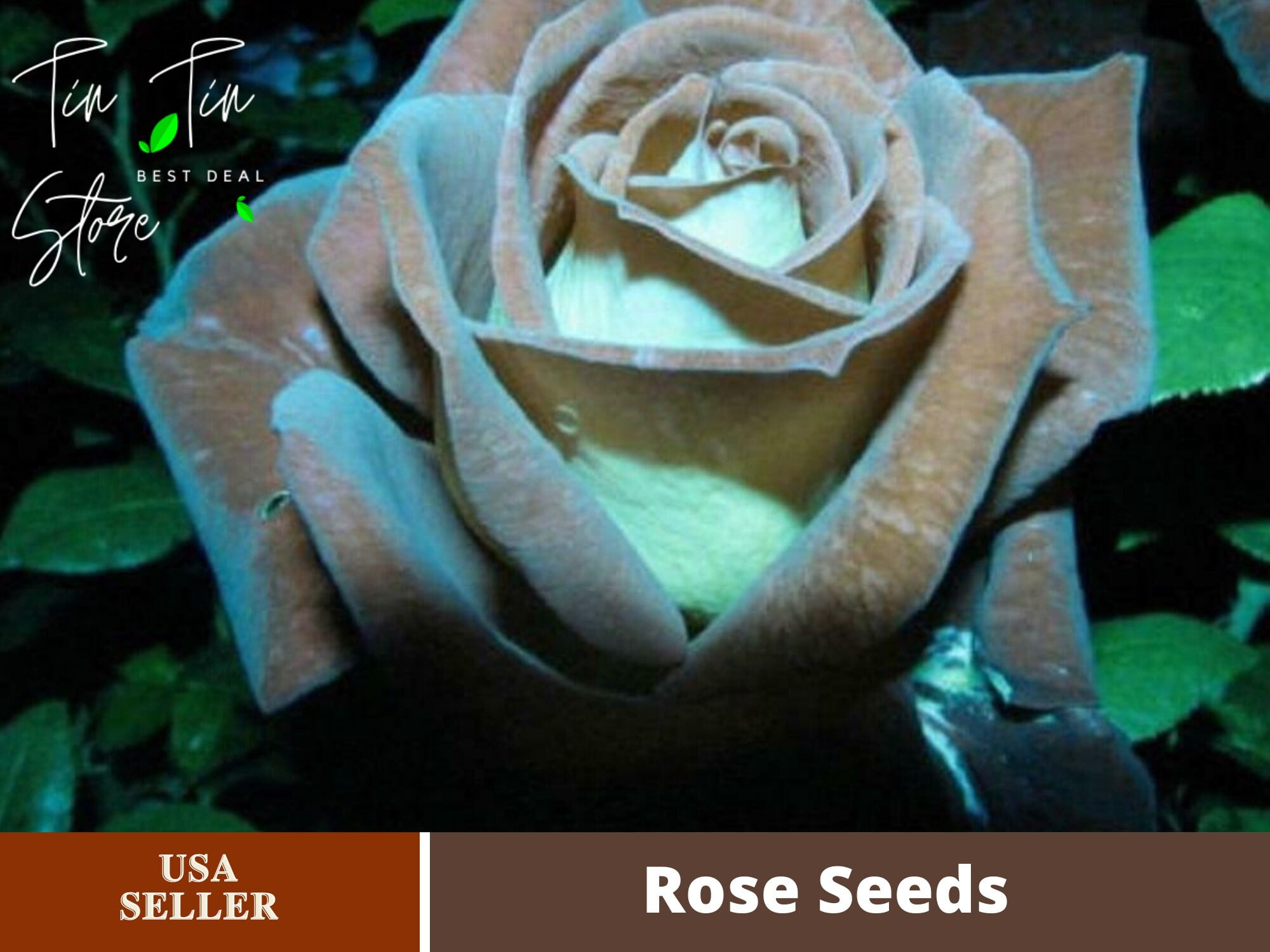 30 Rare Seed-Chocolate Mint Rose Seed- #1079-Authentic Seeds-Flowers ...