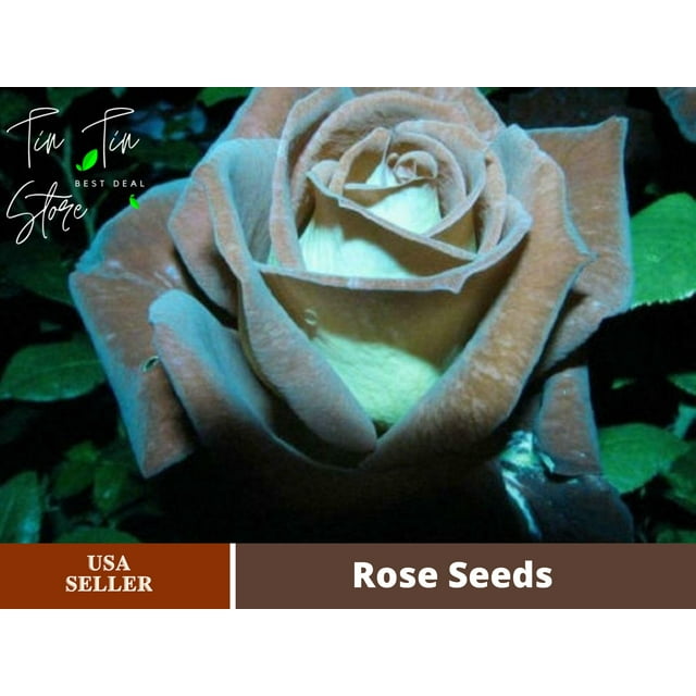 30 Rare Seed-Chocolate Mint Rose Seed- #1079-Authentic Seeds-Flowers ...