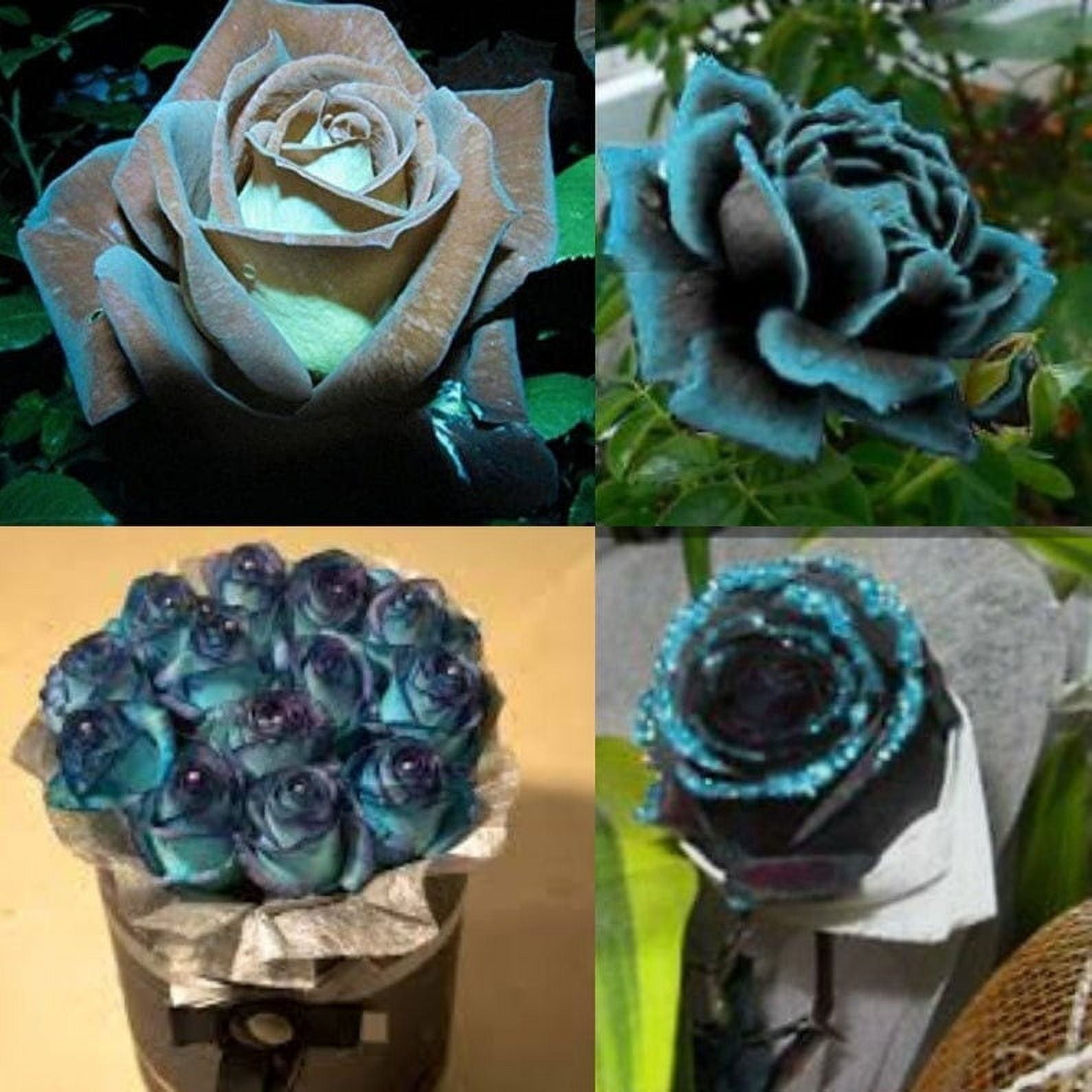 PemdasGarden Mint 30 Rose Flower Seeds, Rare Authentic Perennial ...