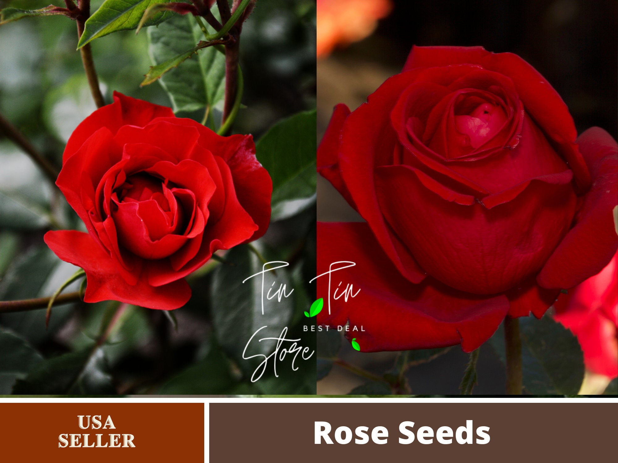 30 Rare Seed-True Blood Rose Seeds For Planting Red Black #1078 ...