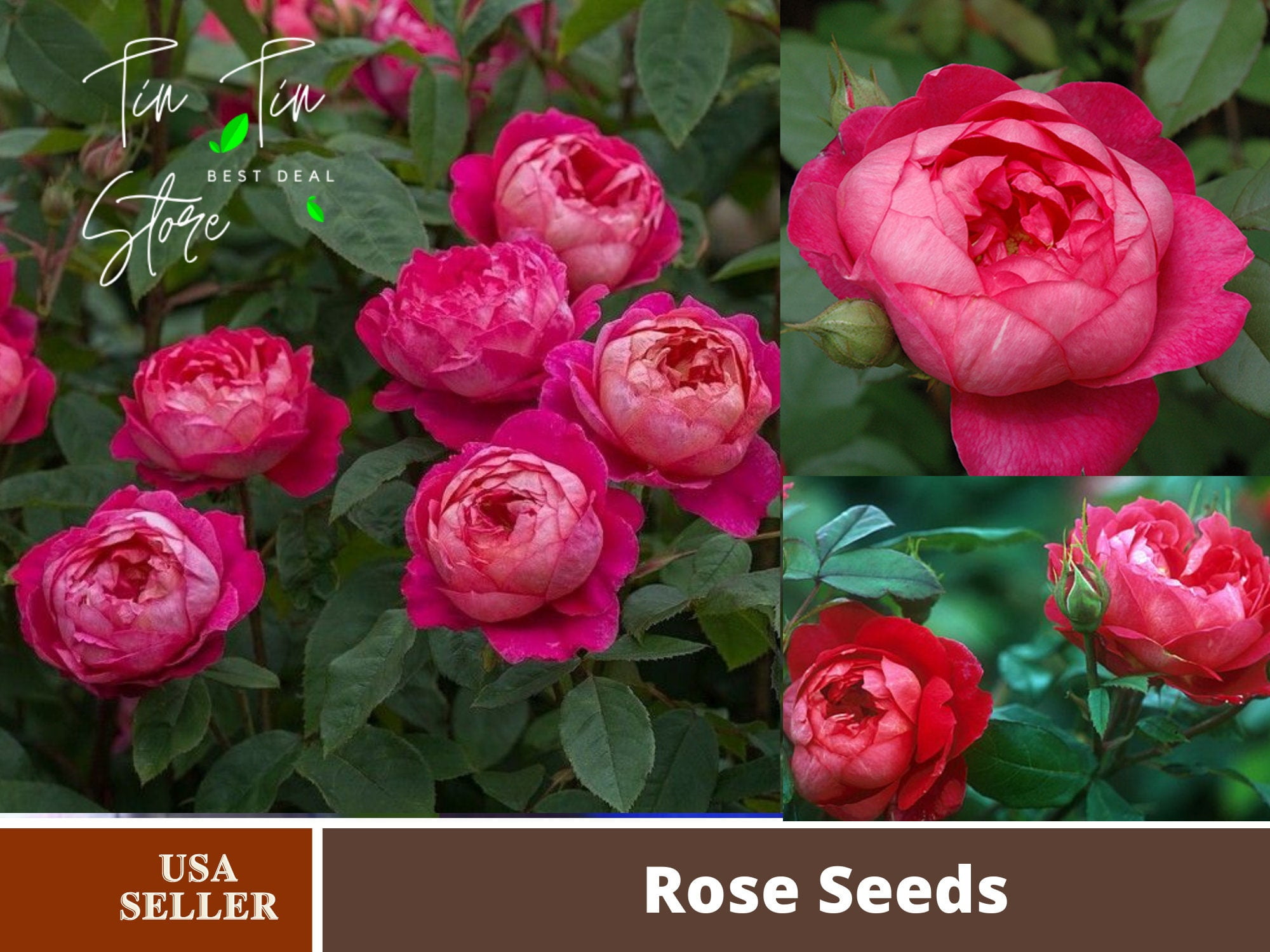 30 Rare Seeds| Benjamin Britten Rose Bush Flower Seeds - Pink English ...