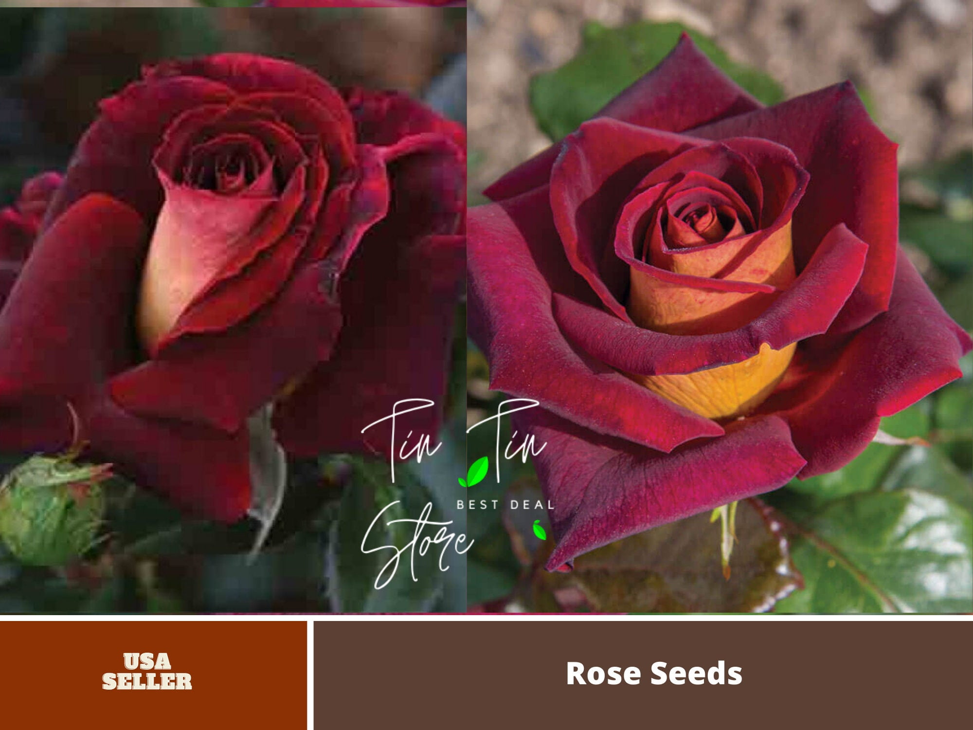 30 Rare Seeds| Black Night Hybrid Tea Rose Flower Seeds#1127 |BUY 4 GET ...