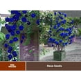 PEMDASGARDEN 30 Rare Blue Climbing Rose Bush Seeds, 3-4 Feet, Hardy ...