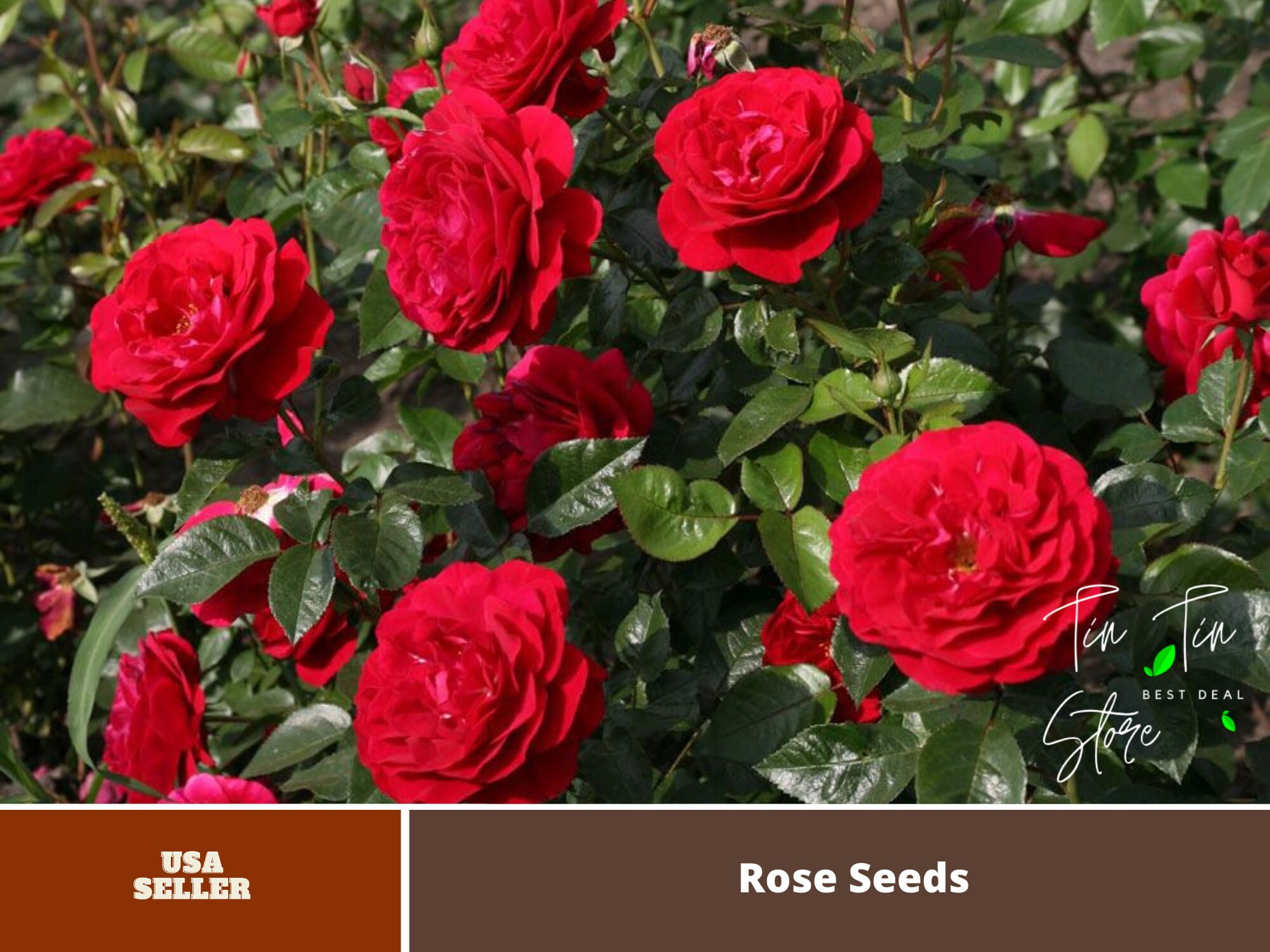 30 Rare Seeds-Bordaux Rose Seeds-#1131-Flower Seeds-Authentic Seeds ...