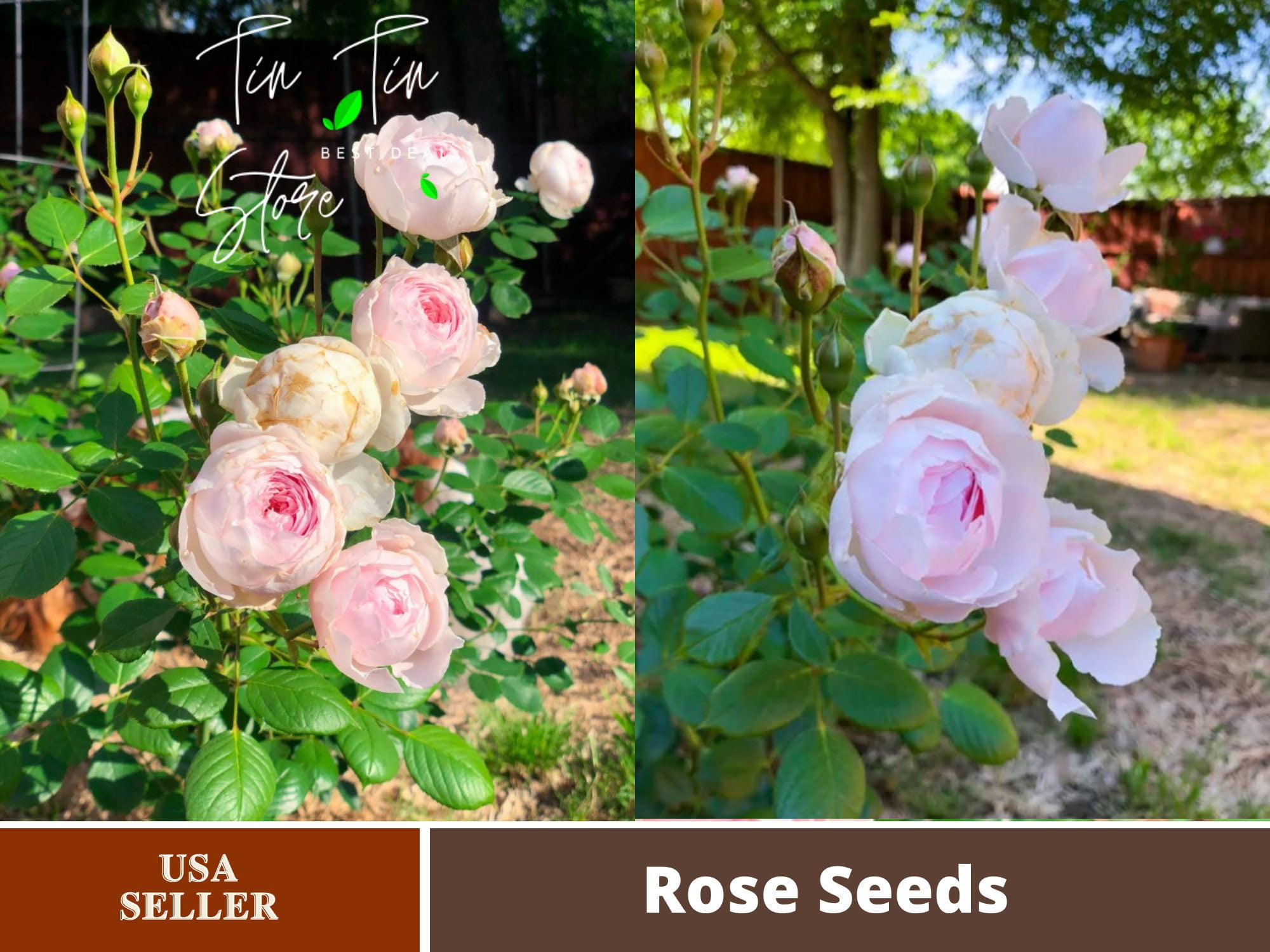 Earth Angel Rose Bush Flower Seeds#1059, 30 Rare Seeds for Seed ...