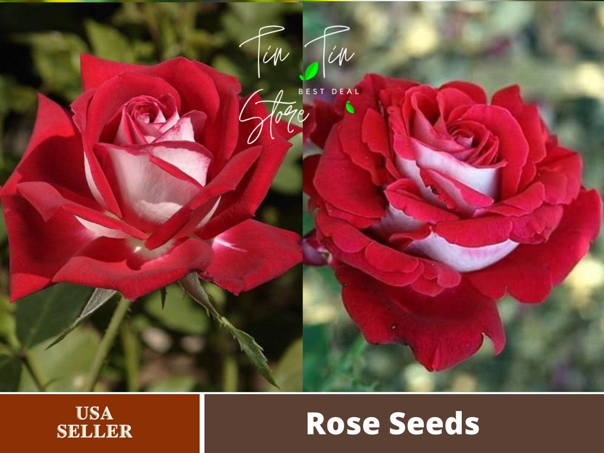 30 Rare Seeds-Flaming Peace Rose Seeds-#1137-Authentic Seeds-Flowers ...