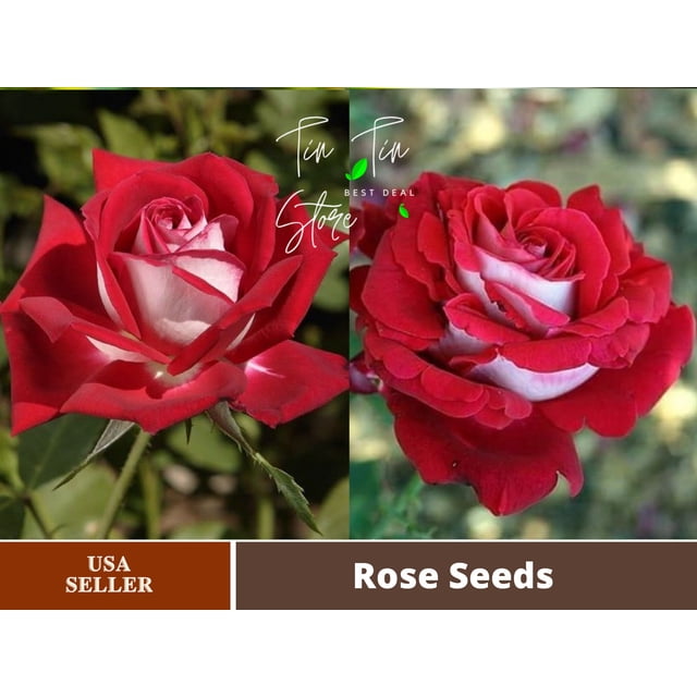 30 Rare Seeds-Flaming Peace Rose Seeds-#1137-Authentic Seeds-Flowers ...