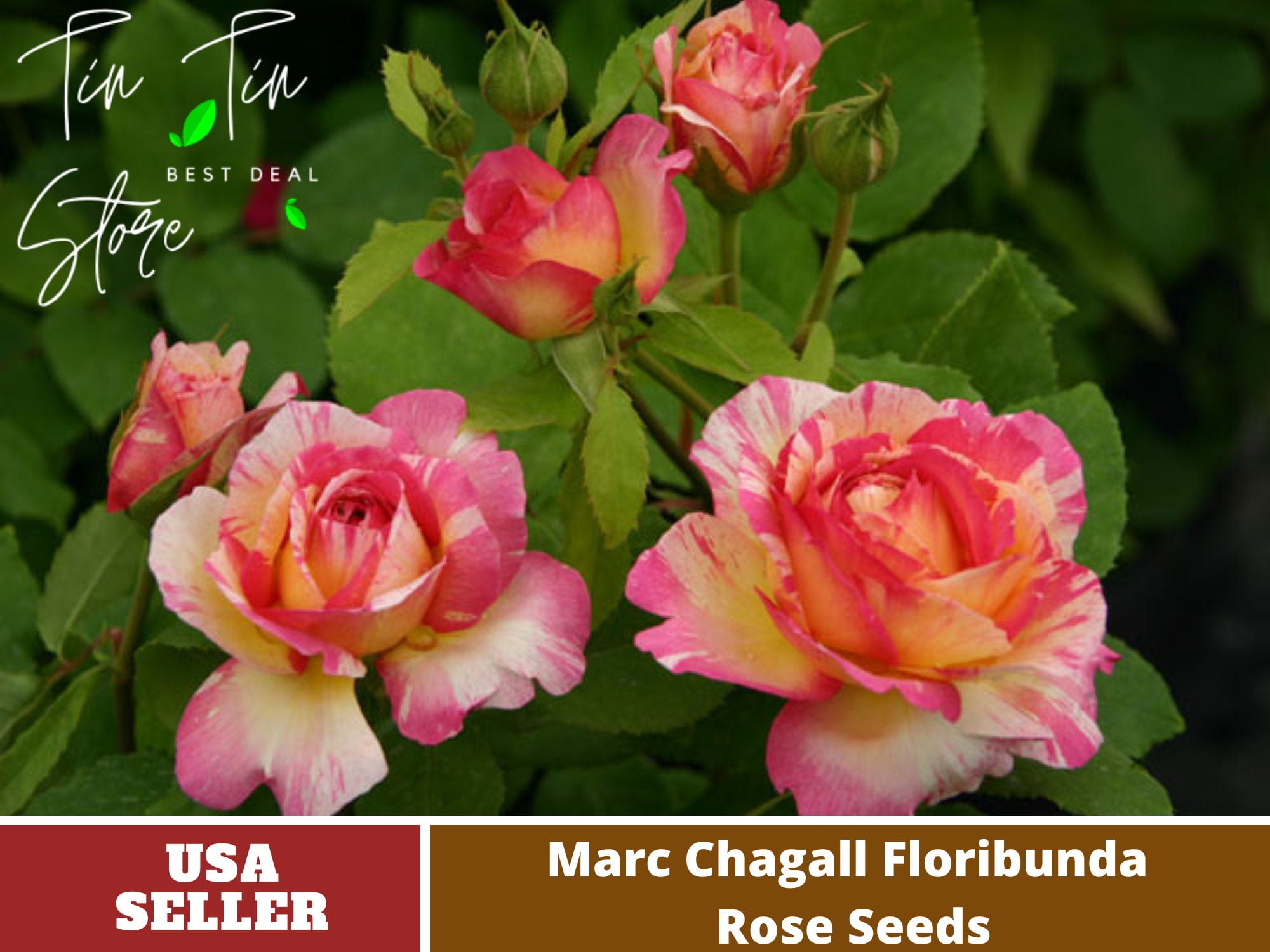 PEMDASGARDEN 30 Marc Chagall Floribunda Rose Plant Seeds, No GMO ...