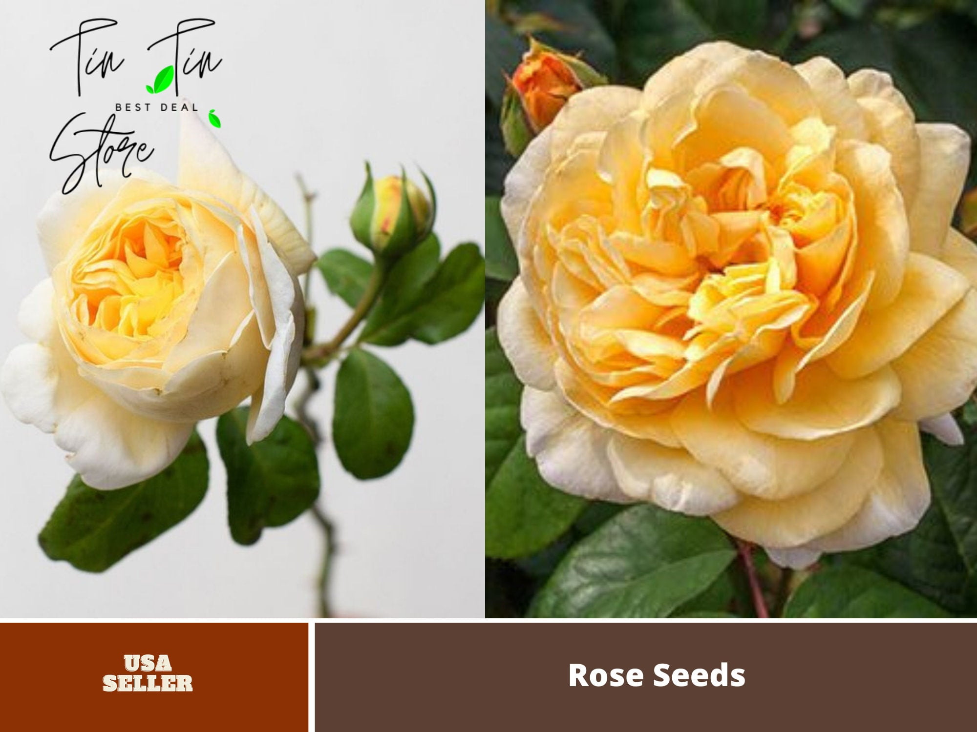 30 Rare Seeds| Moonlight Romantica Hybrid Tea Rose Seeds#1009| |BUY 4 ...