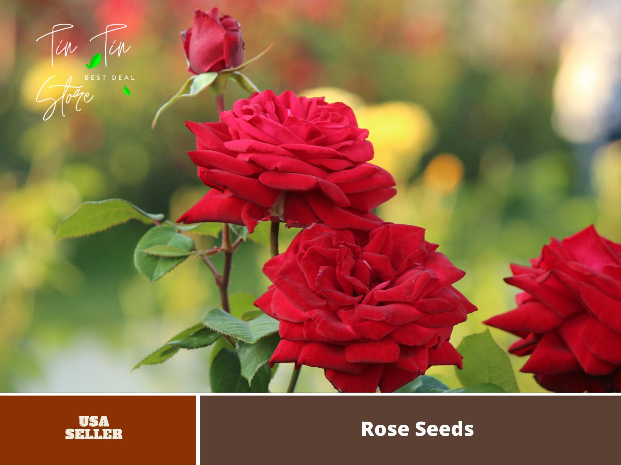 30 Rare Seeds-Mr. Lincoln rose seeds # 1055-Authentic Seeds-Flowers ...