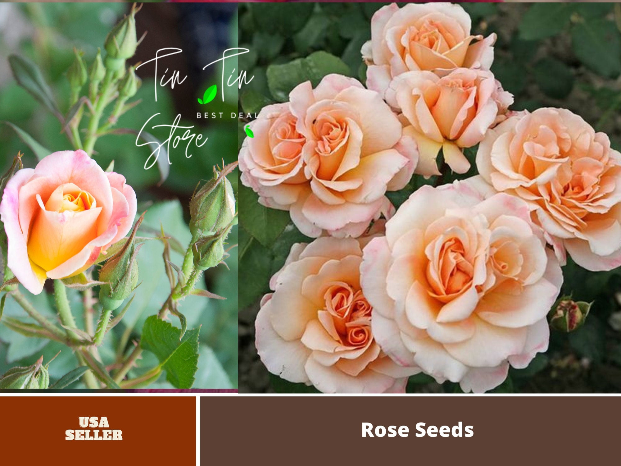 30 Rare Seeds-Oh Happy Day Eleganza Rose Seeds#1128- Authentic Seeds ...
